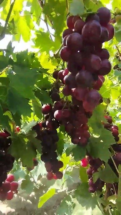 ყურძენი კარდინალი Youtube