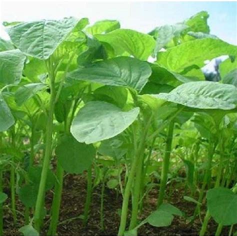 Hạt Giống Rau Dền Xanh Cao Sản Lá Tròn Gói 20gram