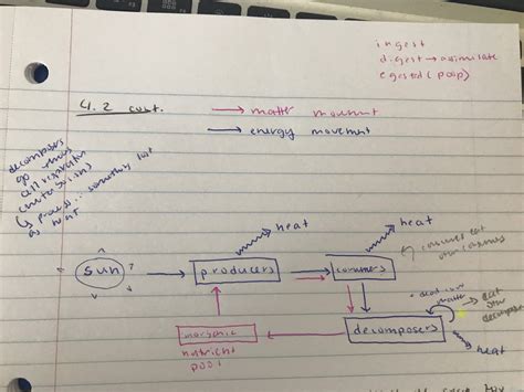 4 2 energy flow diagram quizlet