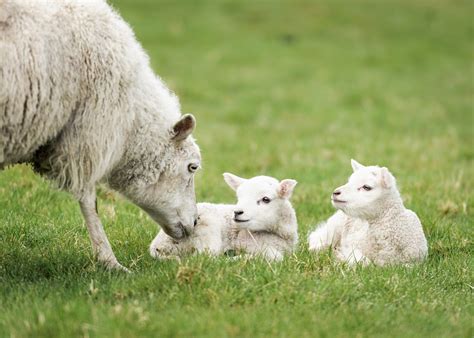 Sheep Advice Dealing With Surplusorphan Lambs Agrilandie
