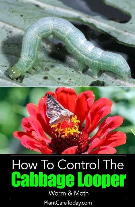Cabbage Looper Caterpillar Worms 15 Tips How To Identify Kill And Garden Pest Control