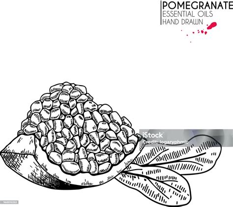 손으로 그린된 슬라이스 석류과 나뭇잎 벡터는 일러스트 레이 션을 새겨져 있다 달콤한 천연 과일입니다 식품 건강 성분입니다 요리 화장품 패키지 디자인 약용 허브 치료