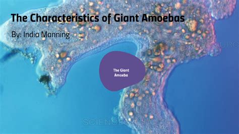 Giant Amoeba