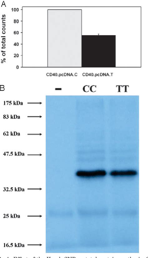 Figure 1 From A Graves Disease Associated Kozak Sequence Single Nucleotide Polymorphism