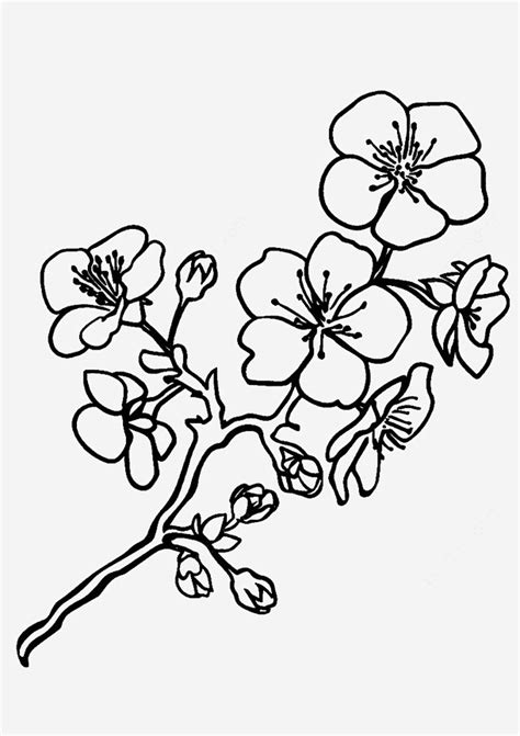 盛开的梅花简笔画png免抠素材 新图网 https ixintu 盛开的梅花简笔画 梅花 花朵 盛开 植物 花卉 手绘植物 黑白