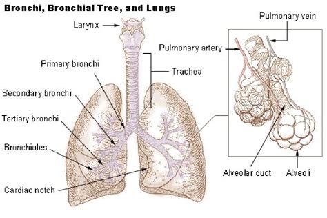 [pdf] A Comparison Of Helium Dilution And Plethysmography In Measuring Static Lung Volumes