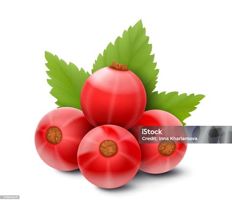 빨간 건포도 흰색 배경에 고립 된 열매와 녹색 잎의 현실적인 3d 벡터 일러스트레이션 3차원 형태에 대한 스톡 벡터 아트 및 기타 이미지 3차원 형태 건강한 생활방식