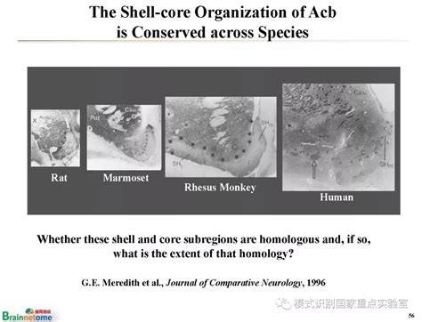 实验室蒋田仔研究员：脑网络组图谱近10年研究详解【附ppt】 Csdn博客