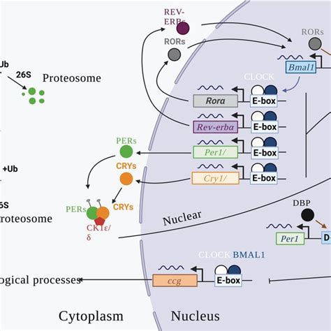 Transcriptionaltranslational Feedback Loops Of Mammalian Clock Genes Download Scientific