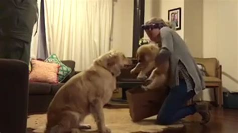 동생이 생겨 좋아 기절하는 리트리버 Youtube