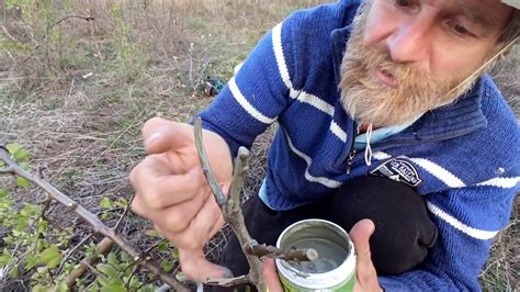 Ашладисване Присаждане на Круша и Ябълки при закъсняване с калеми взети сега Youtube