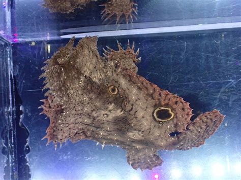 淡水魚激安 でかい No5 淡水カエルアンコウ個体販売 12cm 生体熱帯魚NK ペットバルーン ネットショップ