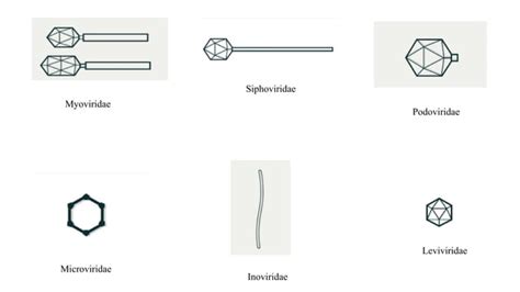Bacteriophage Lambda Life Cycles Strategy Ppt