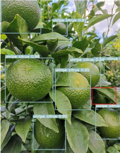 Figure 1 From Green Citrus Detection And Counting In Orchards Based On Yolov5 Cs And Ai Edge
