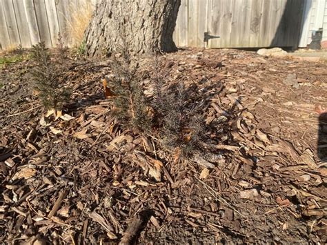 Dead Tree With Sapling Rlandscaping