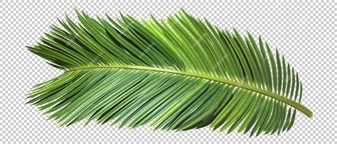 종려나무 가지가 배경 3d 렌더링을 잘라냅니다 프리미엄 Psd 파일