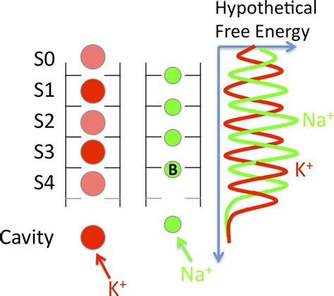 Selectivity Filter Sites Suggested By Md Simulations Kim And Allen Download Scientific