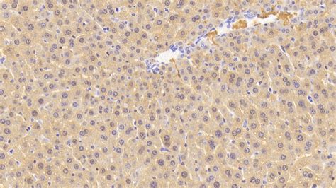 Paa876mu01 降钙素基因相关肽cgrp多克隆抗体 Mus Musculus Mouse，小鼠 Uscn武汉优尔生商贸