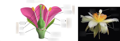 Final Flower Structure Diagram Quizlet
