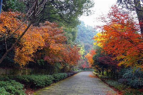 Real Photography Of Maple Leaves In Autumn On Linjian Road Background