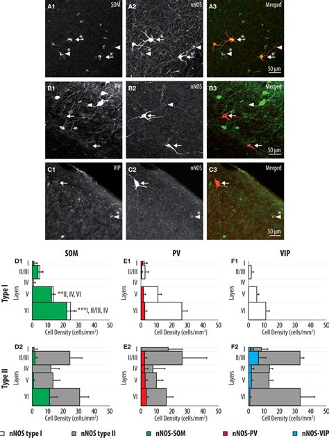 Distributions Of Som Pv And Vip Expressing Cells Within Type I And Download Scientific
