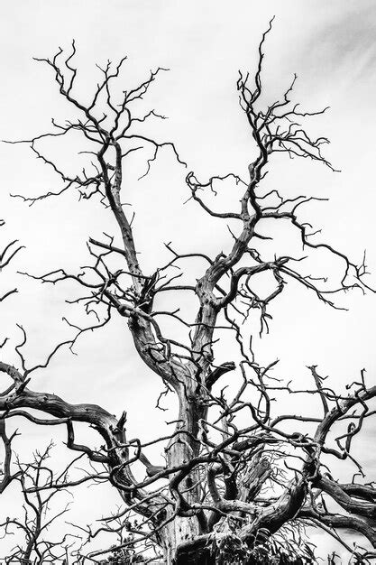 Premium Photo Low Angle View Of Tree Premium Photo Low Angle View Of Tree