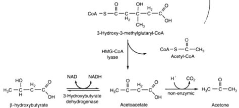 Ketogenesis Chemtalk