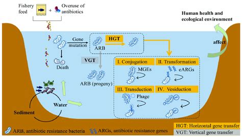 Args And Arb Occurrence And Transfer Patterns In The Aquaculture Download Scientific Diagram