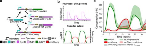 Predicting The Behaviour Of A Bistable Switch A Schematic Of The Download Scientific Diagram