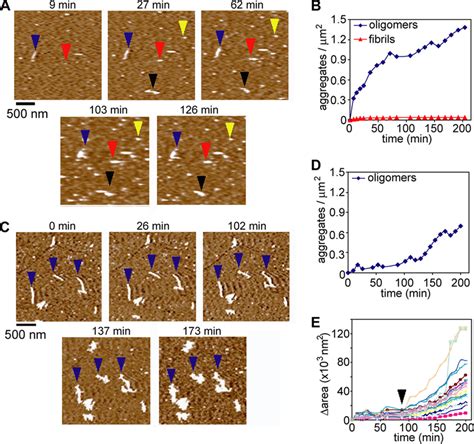 A Mutant Htt Fragment Forms Oligomers In Solution A Monomeric