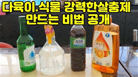 천연 살균살충제 만드는비법다육식물에 좋은 강력한 살충제 Youtube