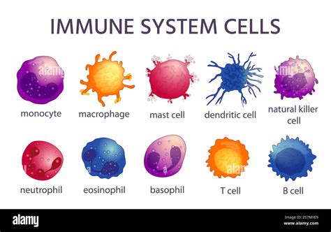 Immune System Cell Types Cartoon Macrophage Dendritic Monocyte Mast B And T Cells Adaptive