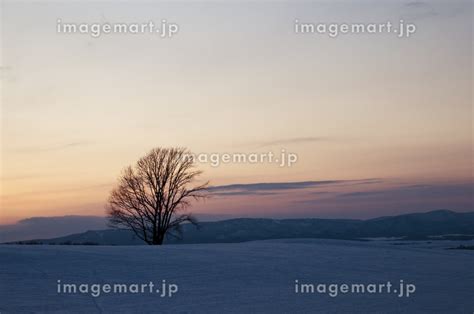 冬の美しい夕暮れの空と木のシルエットの写真素材 238953789 イメージマート
