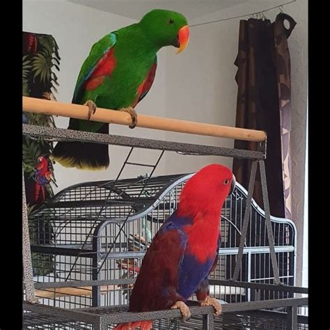 Emmaandjonny Eclectus Parrot Youtube