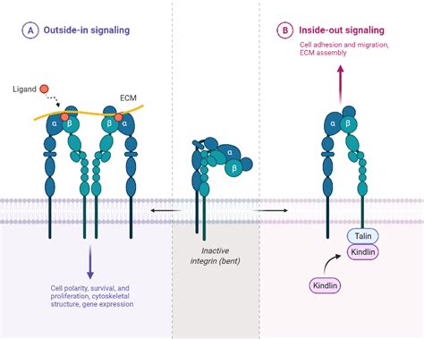 Outside In And Inside Out Integrin Signaling Pathways Biorender