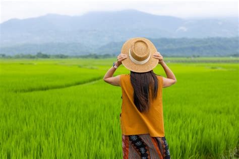 Premium Photo Tourist Woman In Rice Field In Yuli Of Taiwan