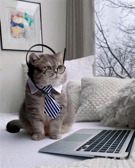 Cute Nerd Cat