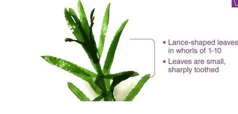 Describe The Hydrophytic Adaptation Of The Given Plant Specimen C