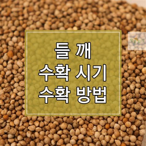 2023년 들깨 수확시기 및 수확방법 알아보기