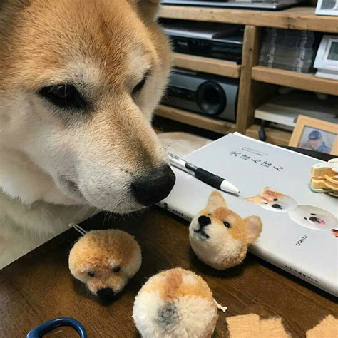 собакен смешные картинки и другие приколы комиксы гиф анимация видео лучший