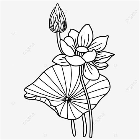 รูประบายสีรูปดอกบัวมือวาดรูปดอกบัว Png ภาพตัดปะขาวดำ บัว ดอกบัวภาพ