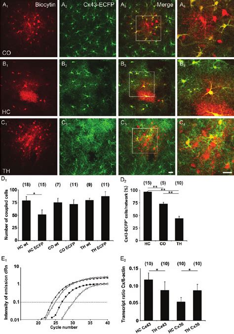 Astrocyte Heterogeneity Revealed By Network Analysis In Cx43kiecfp