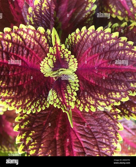 Macro Close Up Shot Black Hi Res Stock Photography And Images Alamy