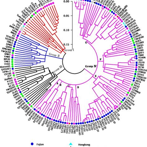 Dendrogram Constructed With A Neighbor Joining Nj Clustering
