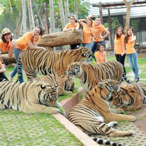 Королевство Тигров ⋆ Phuket4You.ru
