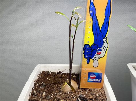 아보카도 발아 이후 새싹부터 어린나무까지의 성장기 게으른 나무