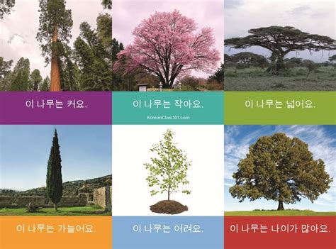 Describe The Tree Near Your Place In Korean Korean Trees Hangul KoreanWave