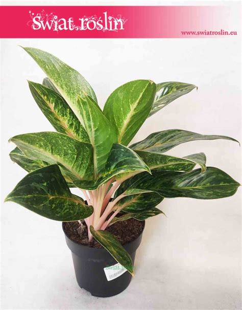 Aglonema ‘Cocomelon’ Aglaonema, Świat Roślin sklep z roślinami