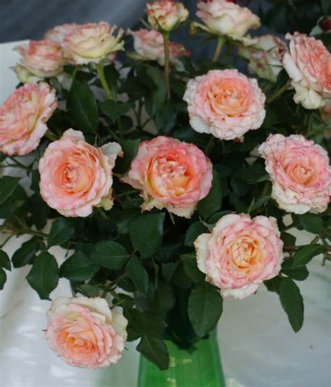 Роза Дуэт — фото и описание сорта с отзывами