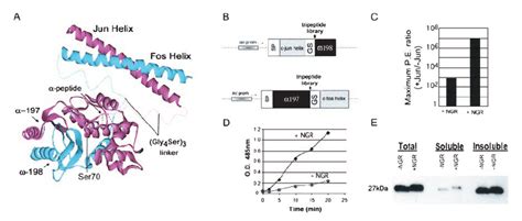 Lactamase Fragment Structure And Complementation Assays In Bacteria Download High Quality